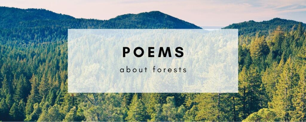 11 Wild & Wonderous Evergreen Poems About Forests