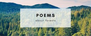 11 Wild & Wonderous Evergreen Poems About Forests