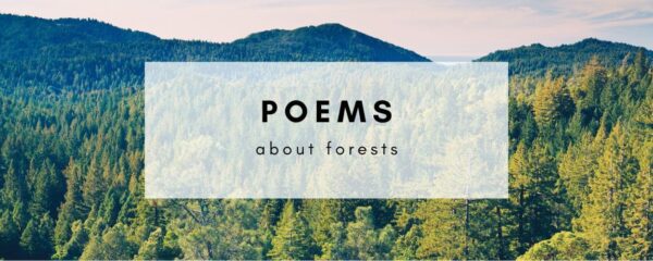 11 Wild & Wonderous Evergreen Poems About Forests